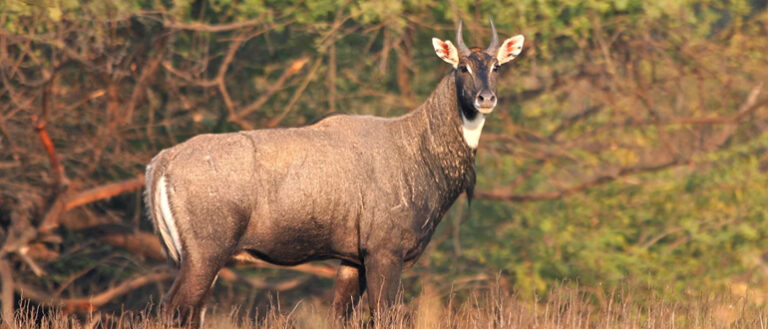 Blue Bulls & Blackbeard's: Mastering Nilgai Antelope Hunting